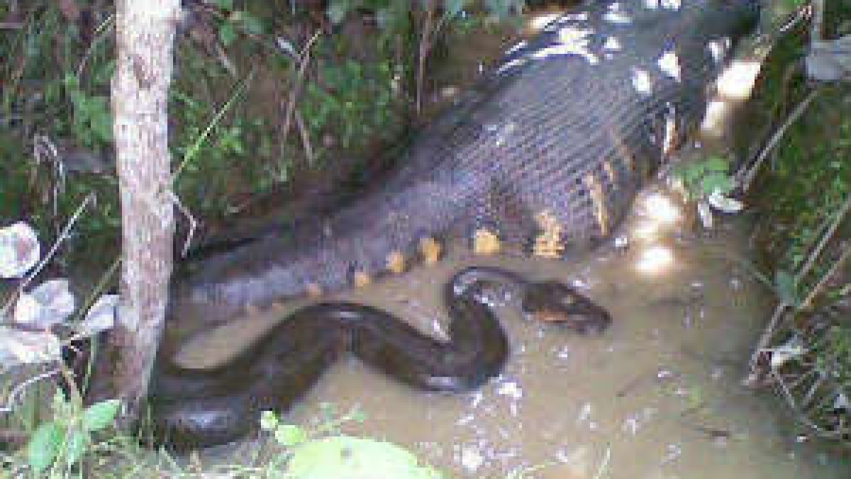 అనంతలో గొర్రెపిల్లను మింగి కదల్లేకపోయిన అనకొండ | Anaconda eat a sheep ...