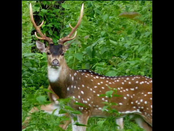 జింకలా టీ ప్రజల మనసు: అధికార చిహ్నాలివే(పిక్చర్స్) | Telangana State ...
