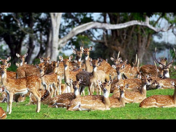 జింకలా టీ ప్రజల మనసు: అధికార చిహ్నాలివే(పిక్చర్స్) | Telangana State ...