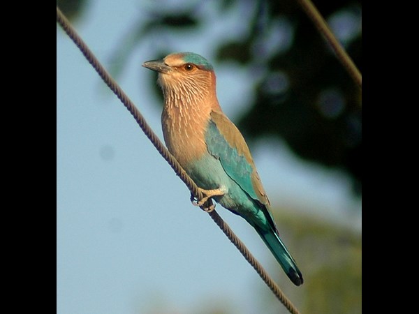 జింకలా టీ ప్రజల మనసు: అధికార చిహ్నాలివే(పిక్చర్స్) | Telangana State ...