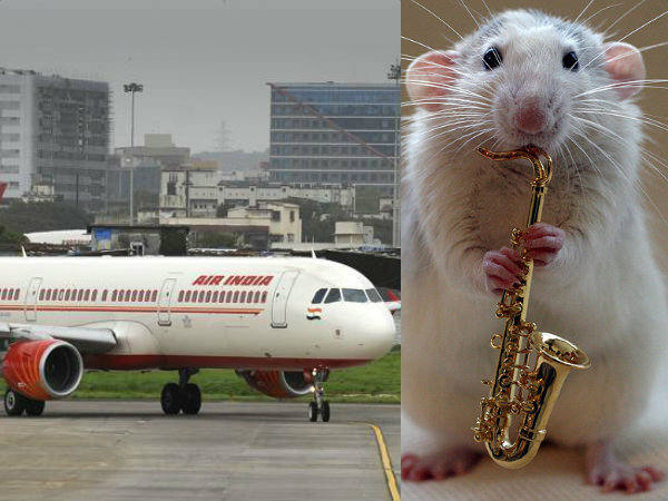 విమానంలో ఎలుకలుపడ్డాయ్: అత్యవసర ల్యాండింగ్ | Rats were spotted in Air ...