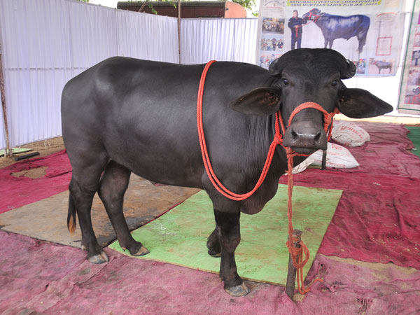 అది ఆరడగుల బుల్లెట్: వీర్యం ఖరీదు ఎంతంటే.. | bull Yuvaraj’s offspring ...