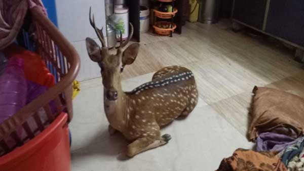 వీడియో వైరల్: జింకను తరుముకొచ్చిన చిరుత..ప్రాణాలు కాపాడుకునే క్రమంలో ...