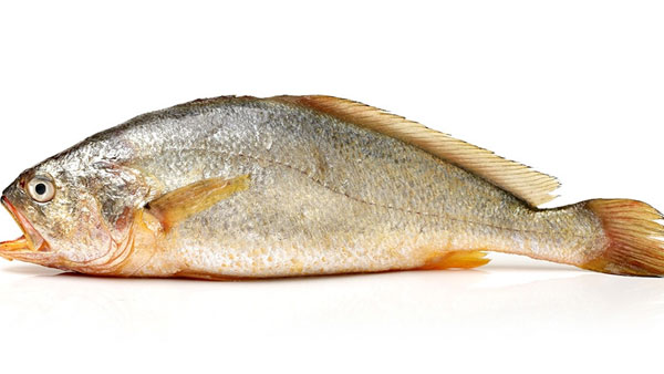 Kachidi fish ఎందుకంత ధర.. దీని ప్రత్యేకతలేంటి..? - Telugu Oneindia