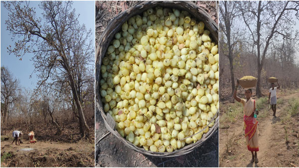 Mahua flowers: గిరిజనుల కల్పవల్లి ఈ చెట్టు..దీని విశిష్టతలు తెలిస్తే ...