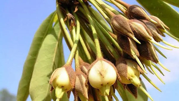 Mahua flowers: గిరిజనుల కల్పవల్లి ఈ చెట్టు..దీని విశిష్టతలు తెలిస్తే ...