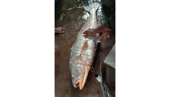 Fish: మత్స్యకారులకు చిక్కిన కచ్చిడి చేప.. ధర ఎంతో తెలిస్తే షాక్ ...
