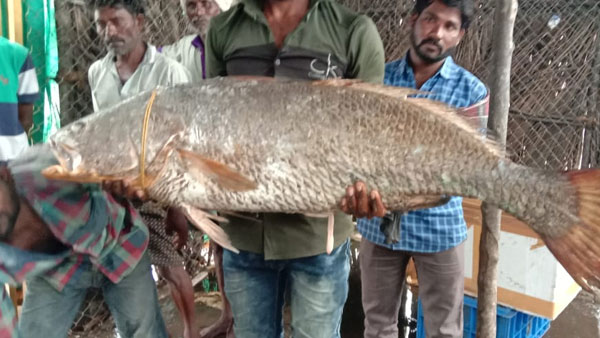 Fish: మత్స్యకారులకు చిక్కిన కచ్చిడి చేప.. ధర ఎంతో తెలిస్తే షాక్ ...