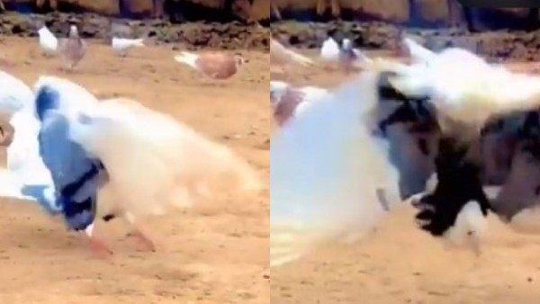 Viral Video: బ్యాక్‌ఫ్లిప్‌లతో హల్ చల్ చేస్తున్న పావురం.. వైరలైన వీడియో ...