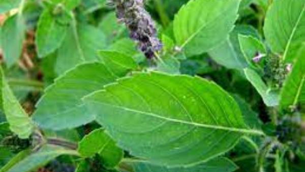 Tulasi Benefits: మీ ఇంట్లో తులసి ఉందా.. అయితే మీకు మెడిసిన్స్ అవసరం ...