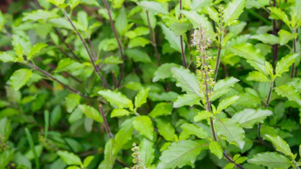 Tulasi Benefits: మీ ఇంట్లో తులసి ఉందా.. అయితే మీకు మెడిసిన్స్ అవసరం ...