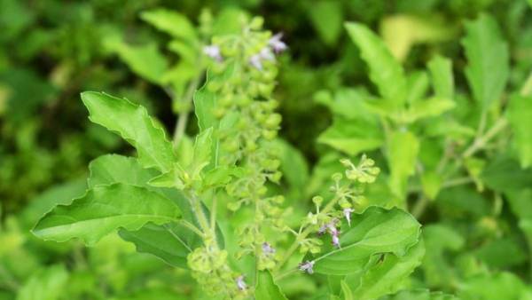 Tulasi Benefits: మీ ఇంట్లో తులసి ఉందా.. అయితే మీకు మెడిసిన్స్ అవసరం ...