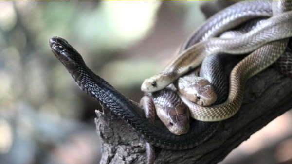 Astrology: కలలో పాములు కనిపిస్తే శుభమా? అశుభమా? తెలుసుకోండి ...