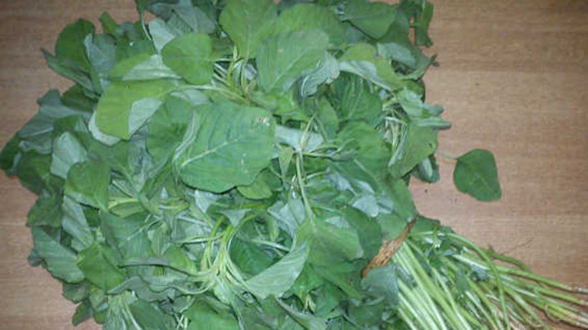 health tips: తోటకూర పోషకాల గని: ఆరోగ్యంపై తోటకూర చేసే అద్భుతాలు ...