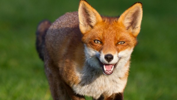 Fox: నక్క ముఖం చూసినా, నక్కతోక తొక్కినా జాక్ పాట్, నక్క దెబ్బ ...