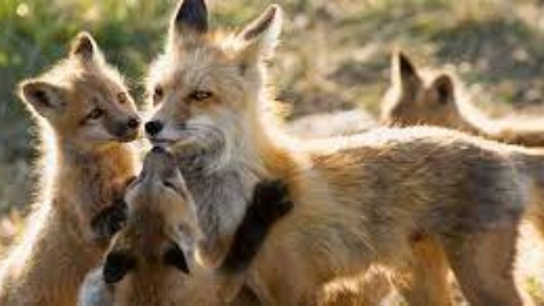 Fox: నక్క ముఖం చూసినా, నక్కతోక తొక్కినా జాక్ పాట్, నక్క దెబ్బ ...