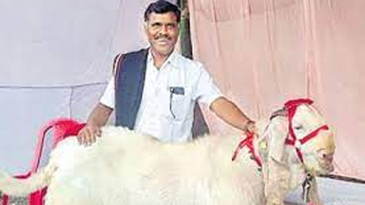 సరిరారు నాకెవ్వరు: ఫస్ట్ ప్రైజ్ కొట్టేసిన 6లక్షల మేకపోతు!! | 110 kgs 6 ...