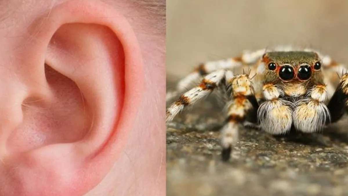 Spider Nesting: చెవిలో సాలీడు గూడు.. చూస్తే షాక్ అవ్వాల్సిందే..! | The ...