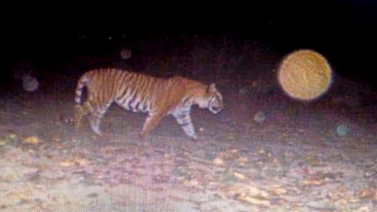 Tiger: 110 ఏళ్ల తర్వాత కనిపించిన పులి.. ఎక్కడంటే..! | Tiger spotted ...