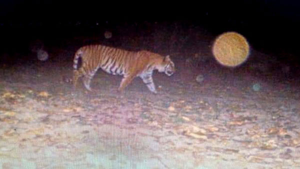 Tiger: 110 ఏళ్ల తర్వాత కనిపించిన పులి.. ఎక్కడంటే..! | Tiger spotted ...