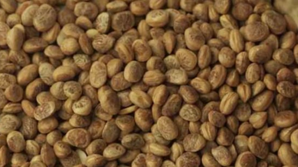 ఈ గింజలు తింటే ఒక్క వెంట్రుక కూడా రాలదు!! | chironji seeds health ...