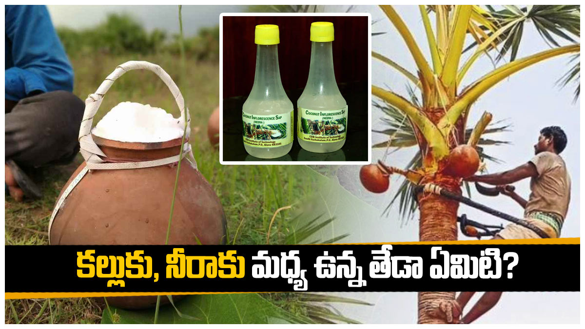కల్లుకు, నీరాకు మధ్య ఉన్న తేడా ఏమిటి? | Toddy vs Neera: Know the ...