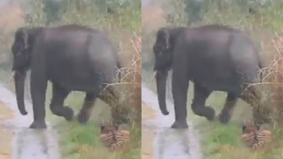 Viral video: గజరాజుల గుంపును చూసి వణికిన పులి: పొదల్లో నక్కుతూ ...