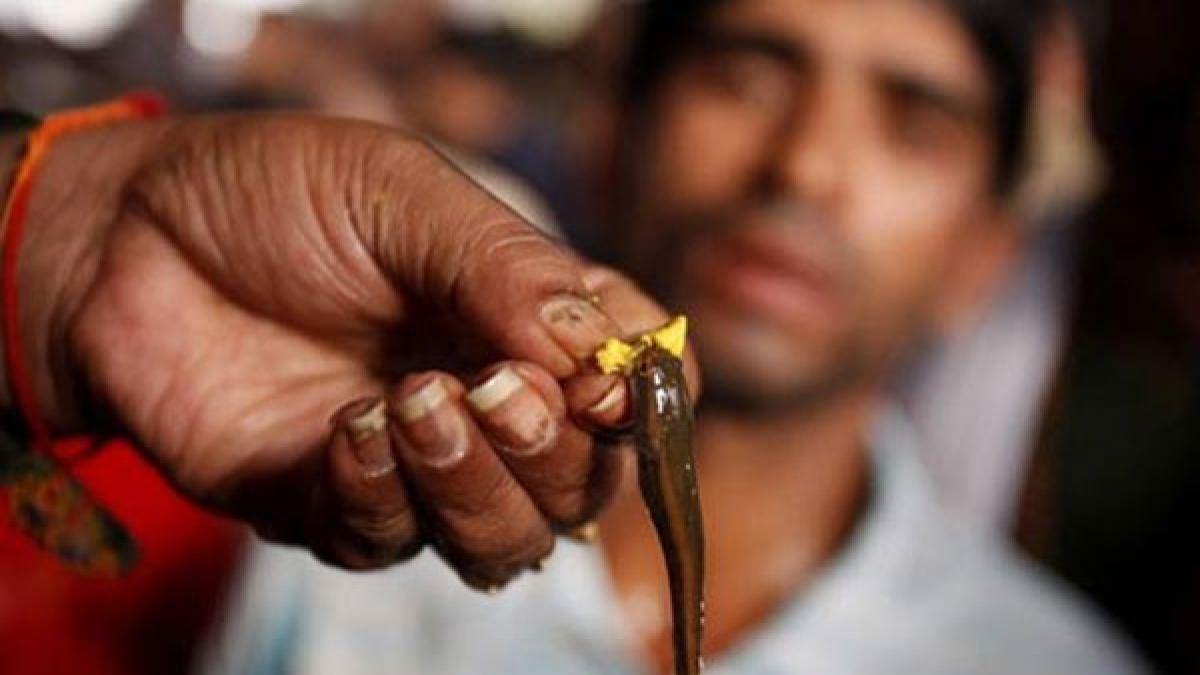 Hyderabad: చేప ప్రసాదం పంపిణీకి అంతా సిద్ధం.. శుక్రవారం నుంచి పంపిణీ ...