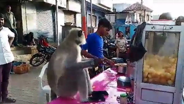 Viral Video: పానీపూరి తింటున్న కోతి.. వైరల్ అయిన వీడియో.. | A video of ...