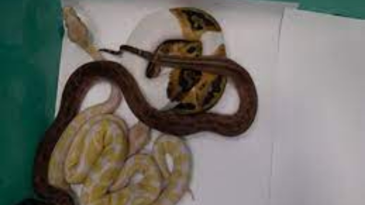 Python: తిరుచ్చి ఎయిర్ పోర్టులో కొండ చిలువలు.. షాకైన అధికారులు.. | A ...