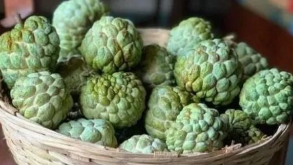 Custard apple: సీతాఫలాల సీజన్ మొదలైంది.. ధర ఎంతంటే..! | Custard apples season has started in ...