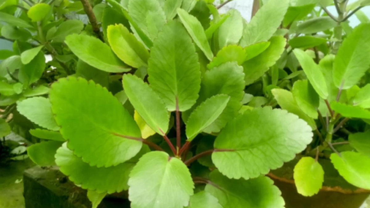 150 వ్యాధులకు ఒకటే దివ్యౌషధం! | patharchatta plant health benefits and ...